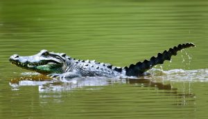 The Incredible Survival Secrets of the American Alligator - Marine ...