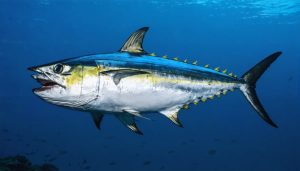 How Fishery Conservation is Saving Our Most Threatened Marine Species ...