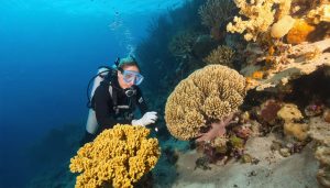 The Great Barrier Reef's Fight for Survival: How Climate Change is ...