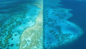 Human Population Growth Is Pushing Marine Life to the Brink (Here's ...