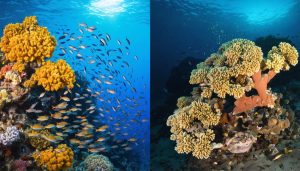 How Citizen Scientists Are Saving Coral Reefs (And How You Can Help ...