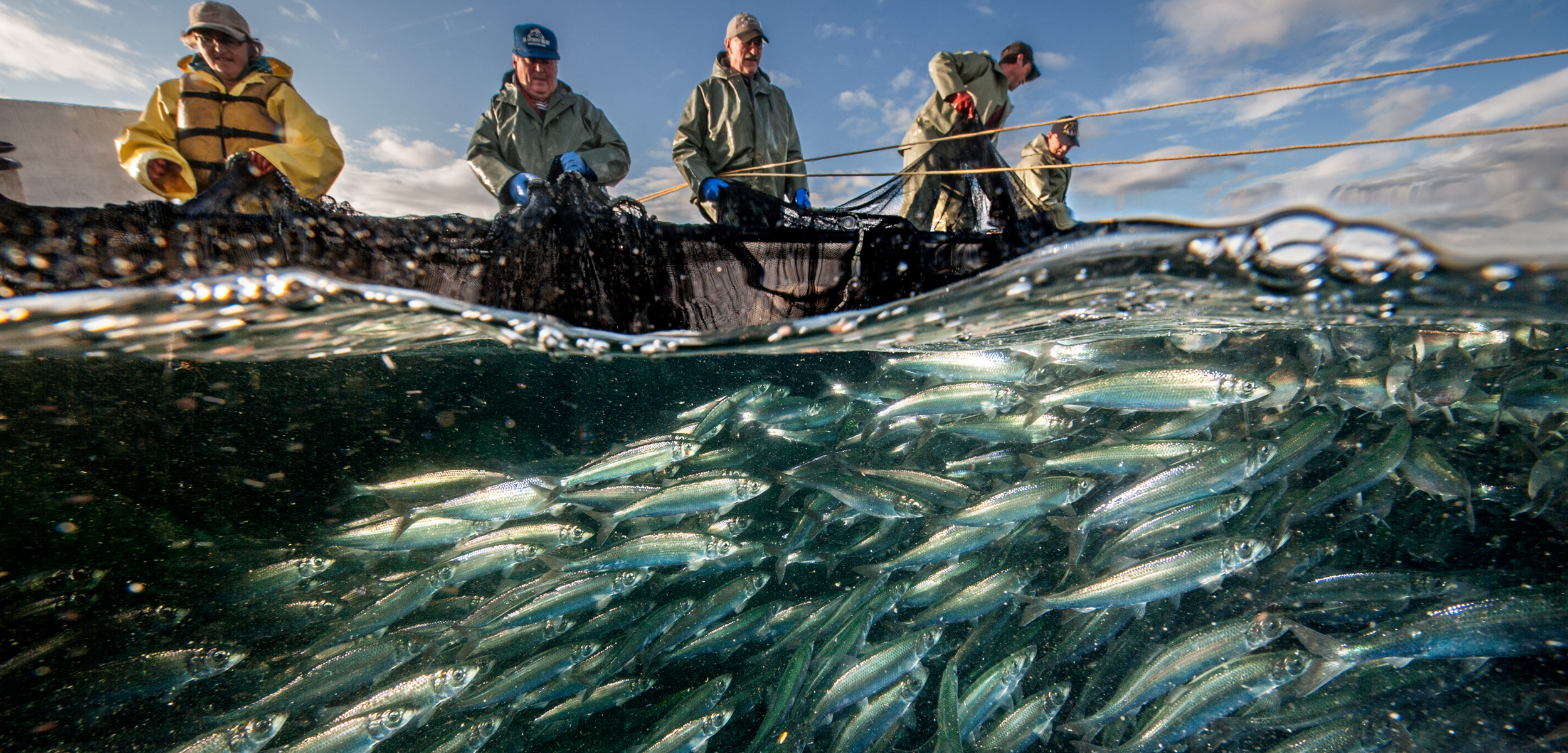 International Biodiversity Protection Program - Marine Biodiversity ...
