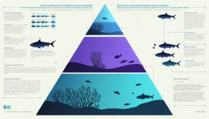Marine Biomass Pyramids: The Hidden Key to Ocean Energy Production ...