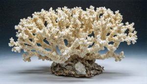 Plastic Waste is Silently Killing Our Coral Reefs: Here's What's At ...
