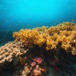How Decomposers Keep Coral Reefs Alive (And Why They're Vanishing ...