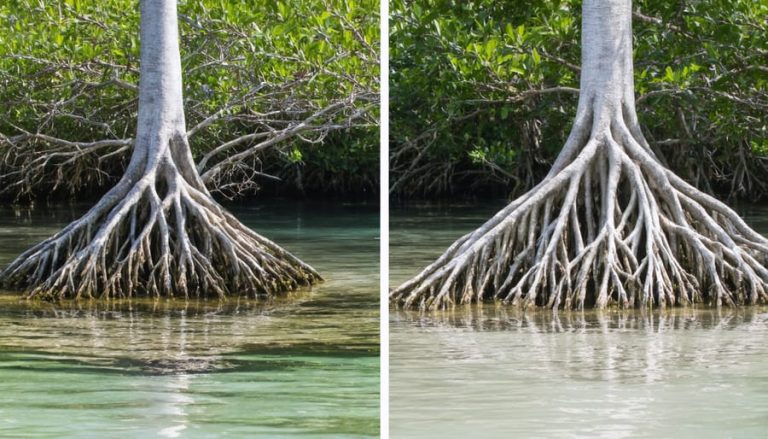 Mangroves: The Living Shield Protecting Our Ocean's Biodiversity ...