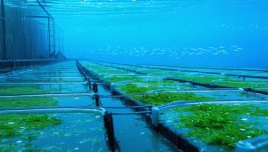 How Fish Farming is Reshaping Our Coastal Waters: The Environmental ...